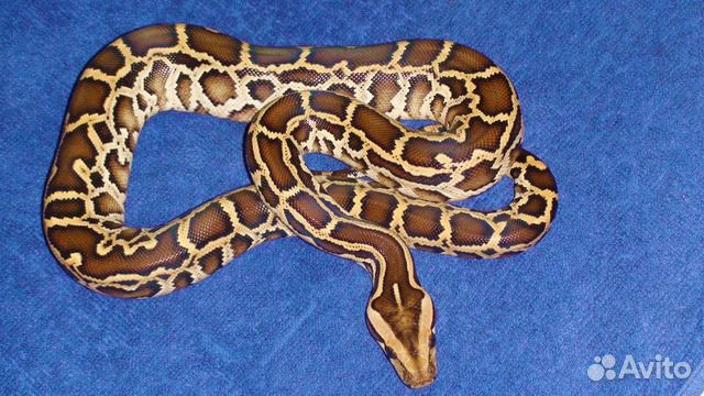 Тигровый питон (Python molurus)