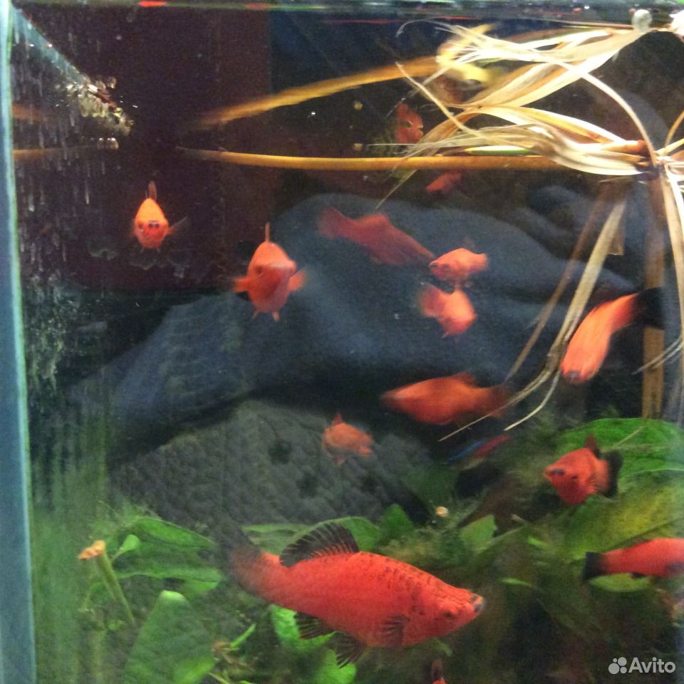 Алый меченосец