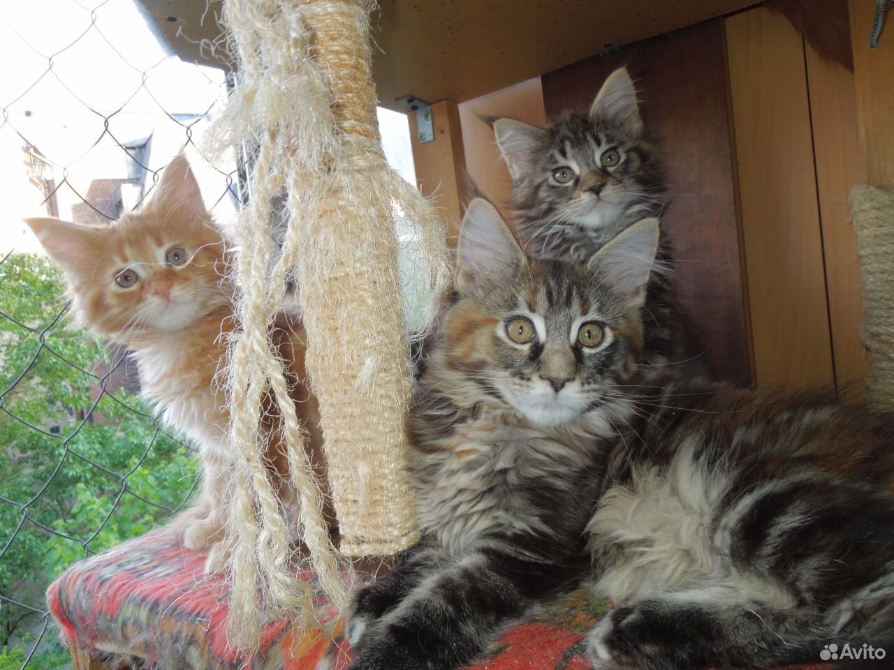 Котята Мэйн Кун