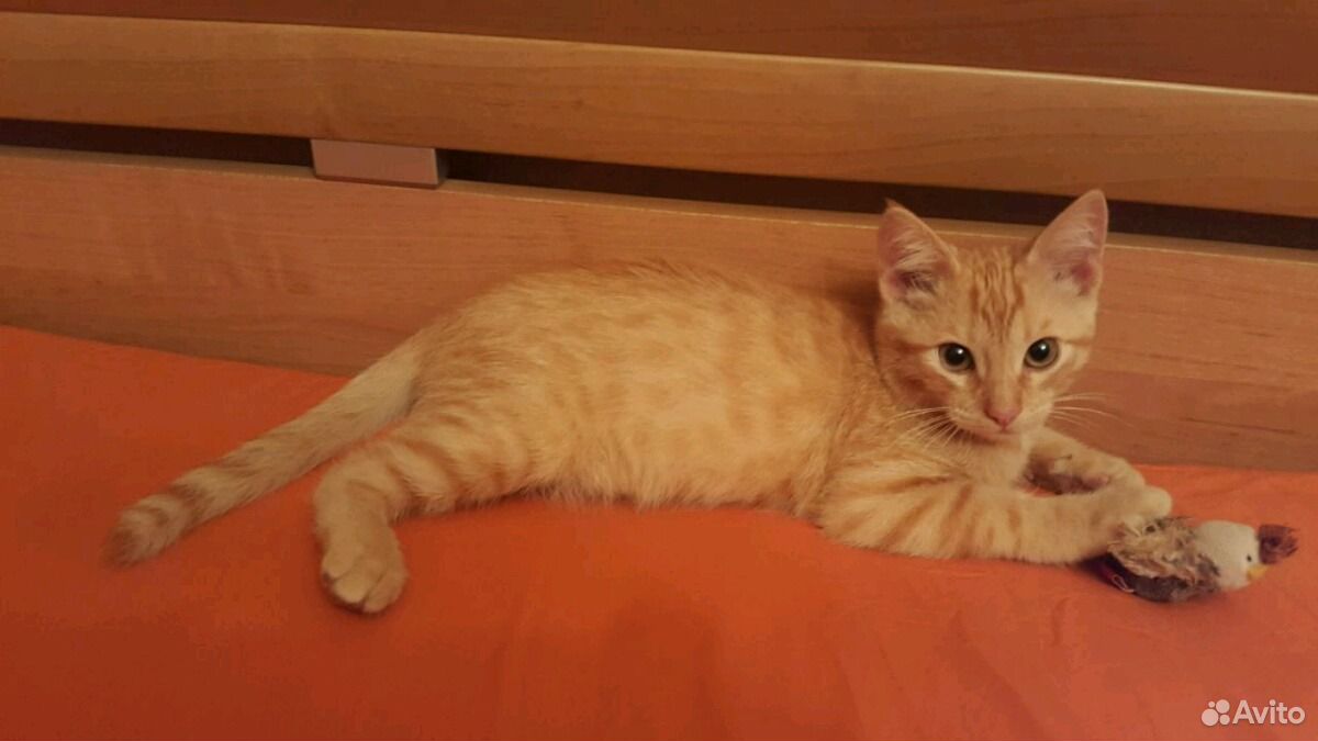 Рыжий котенок 1.5 мес девочка