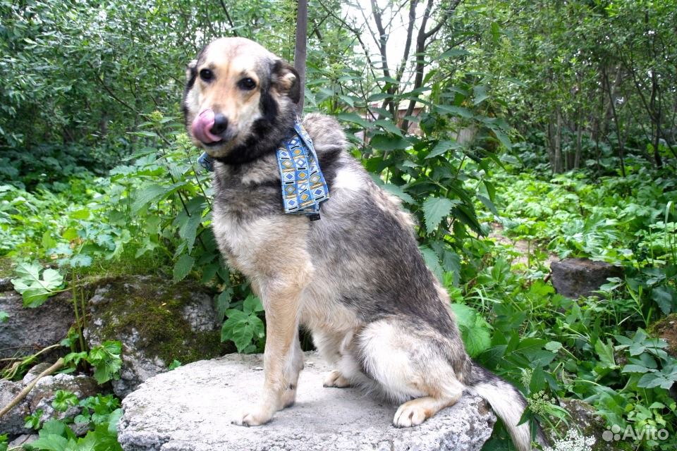 Большой серый заинька ищет дом