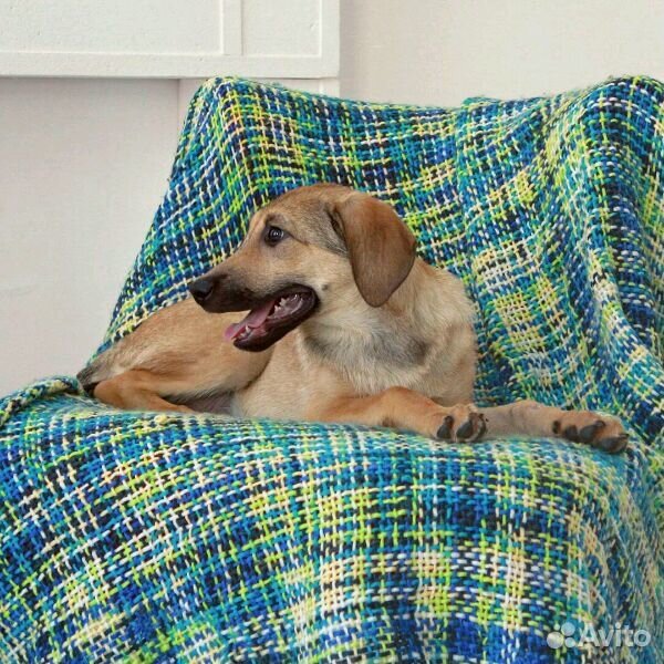 Щенок девочка собака около 1 года