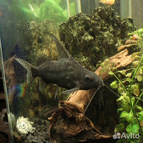 Крупные Лабео Черный и Синодонтис (перевертыш)