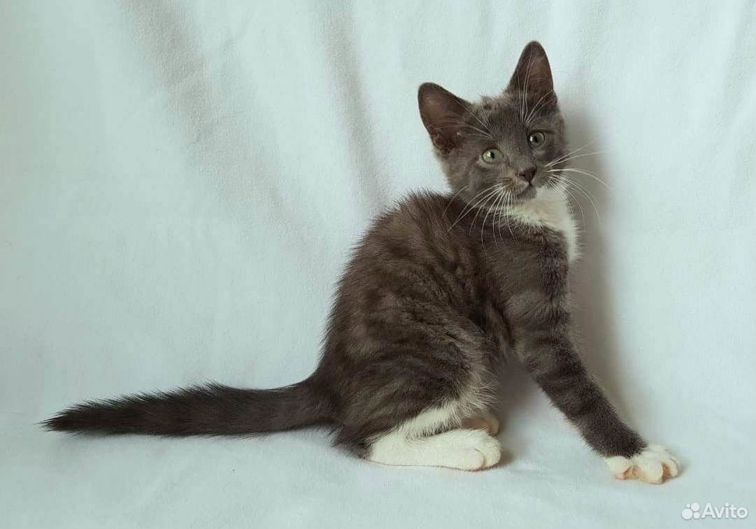 Малыш Лео ищет семью, котята в дар