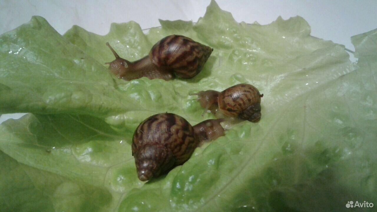 Улитки Ахатины бесплатно в добрые руки