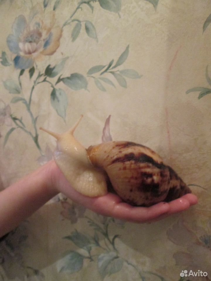 Улитки Ахатины