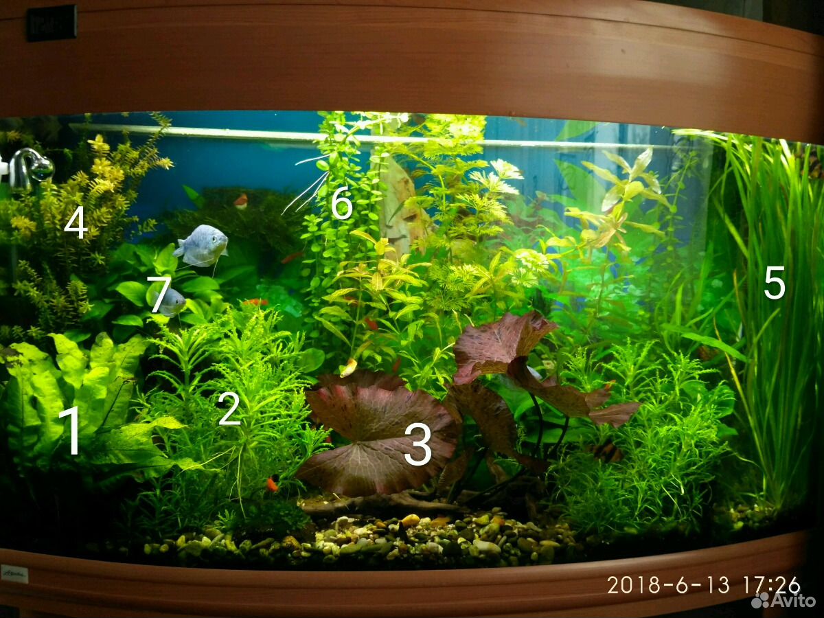 Растения прополка