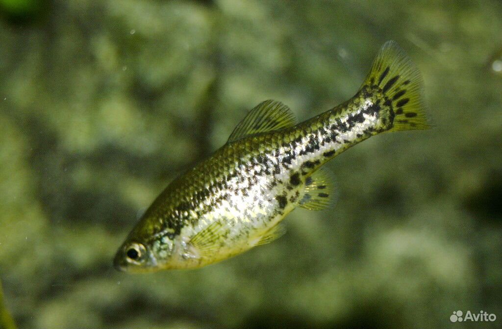 Рыбки Амека глянцевая продаю
