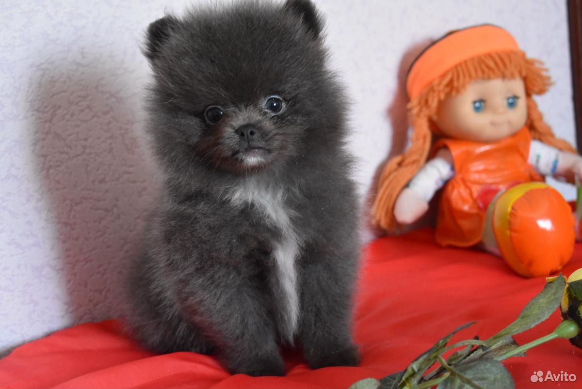 Шпиц, мини мальчик 12.05.2018