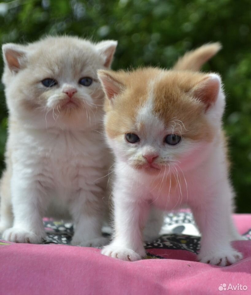 Британские яркие котята