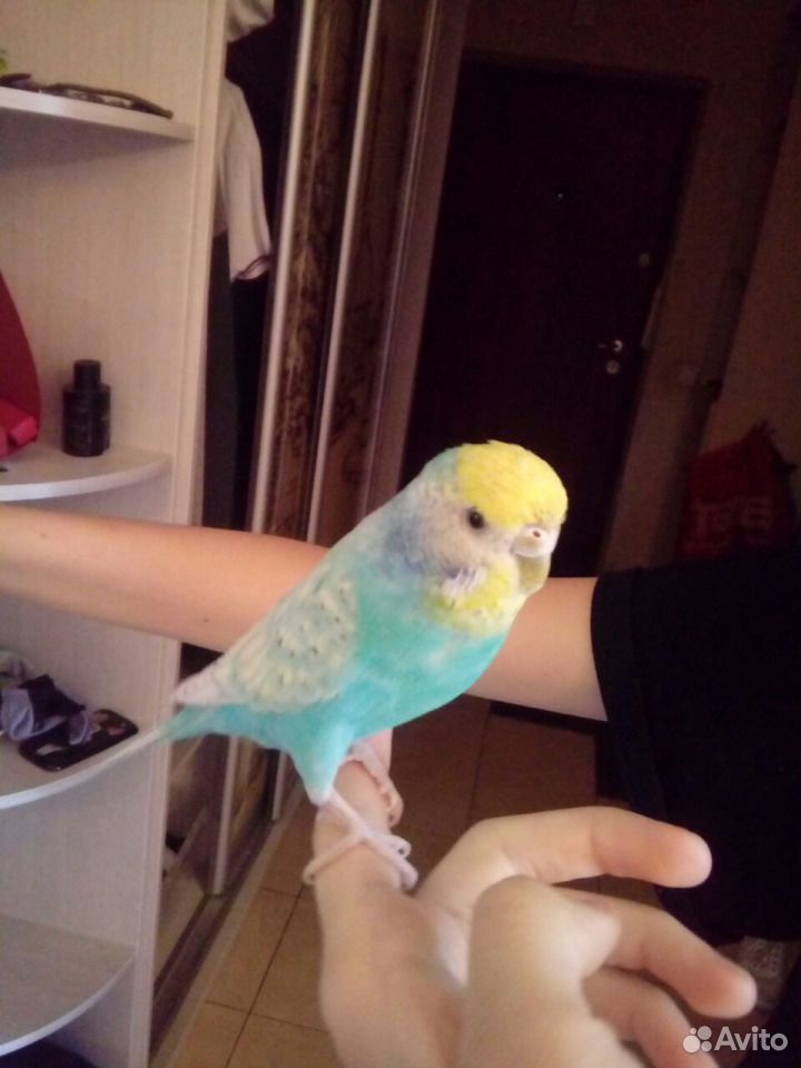 Ручной попугайчик