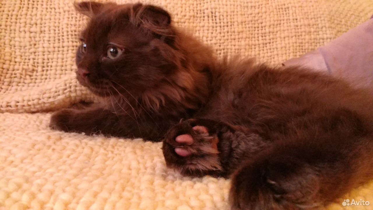 Шотландские мальчики-красавцы