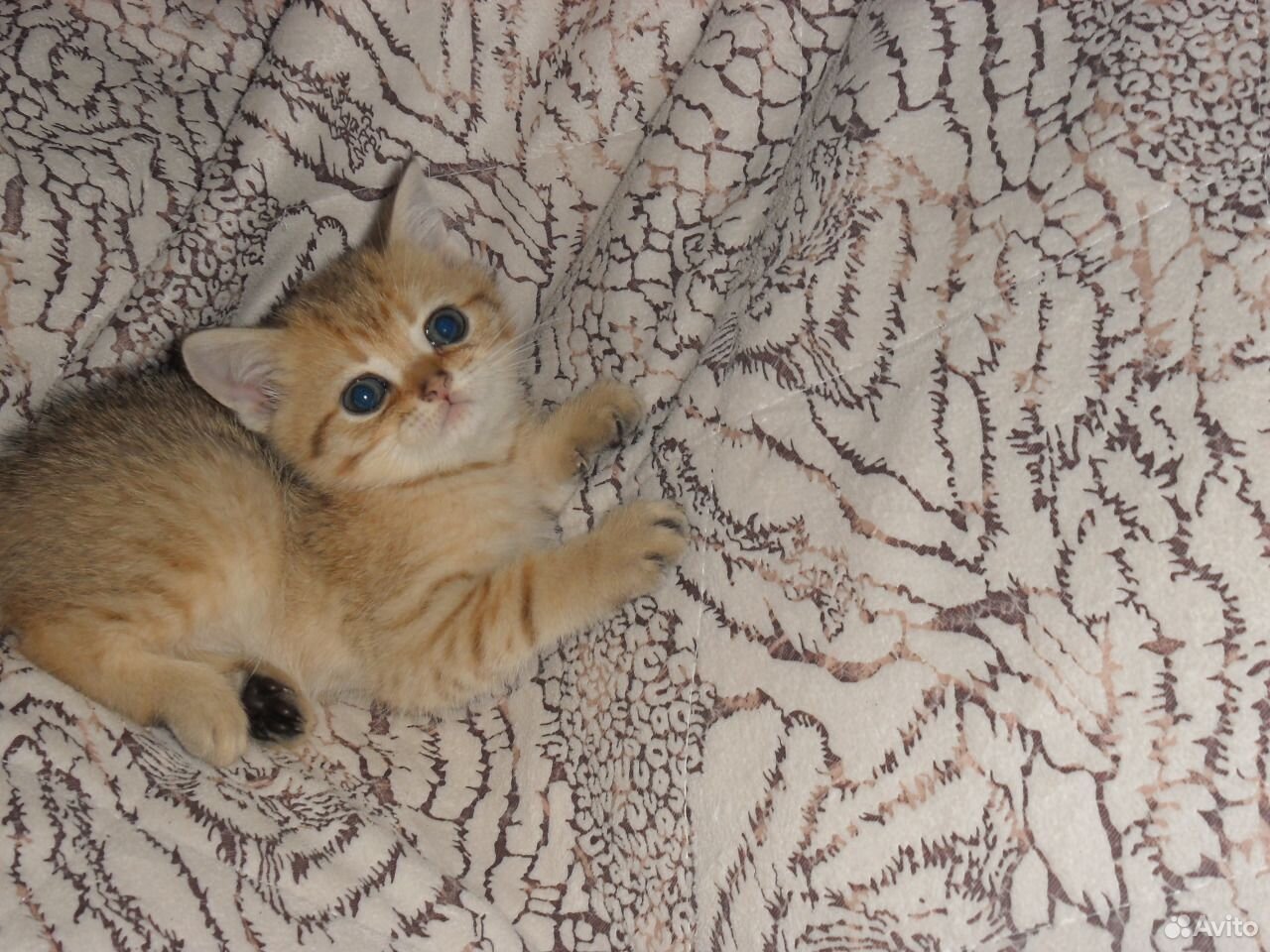 Разные,разноцветные котики и кошечки