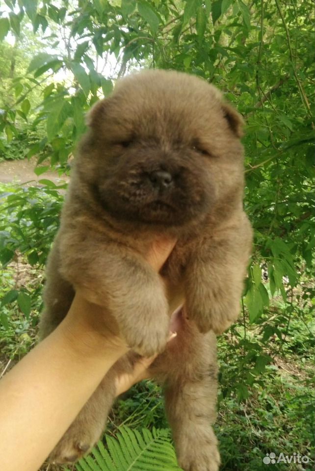 Мальчики чау