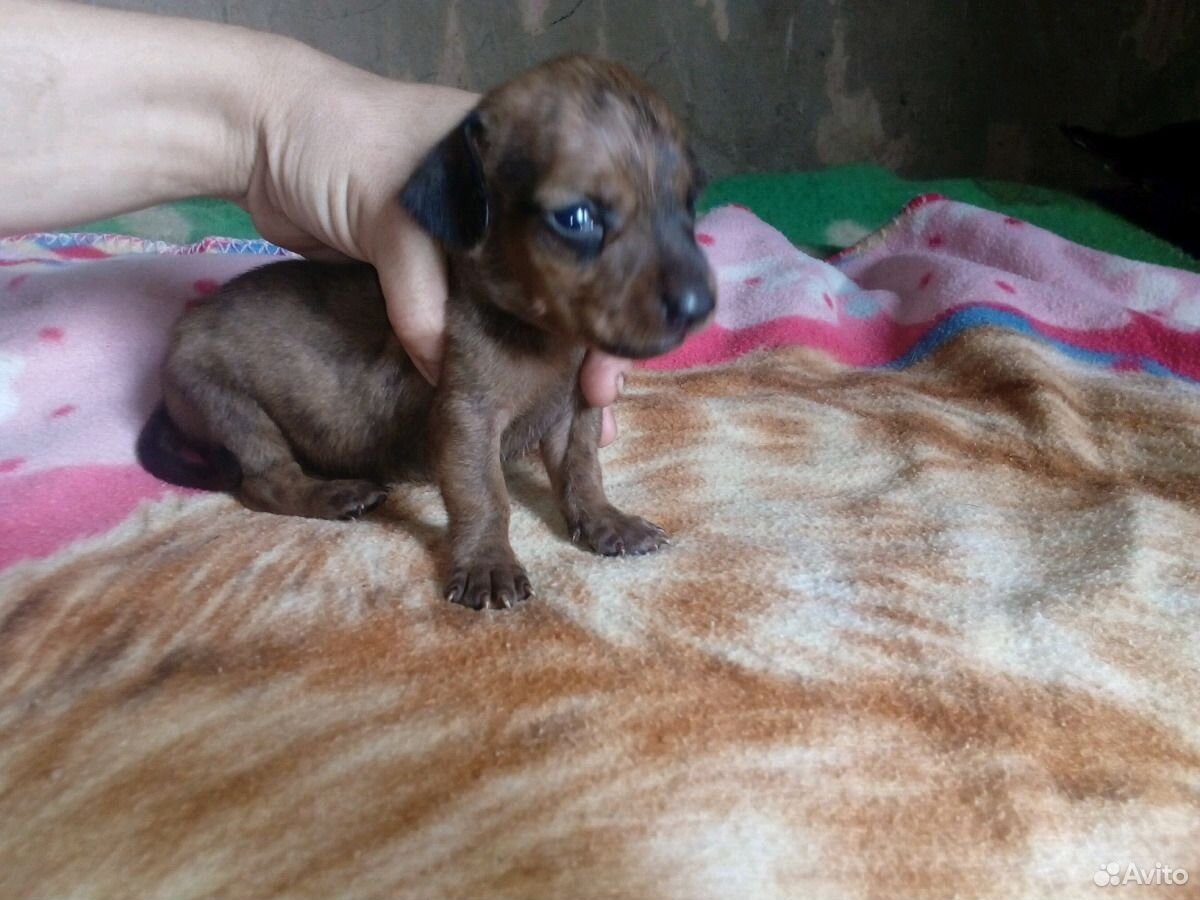 Кроль/мини тигровые мальчики