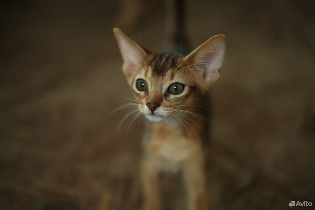 Мальчики шоу класса