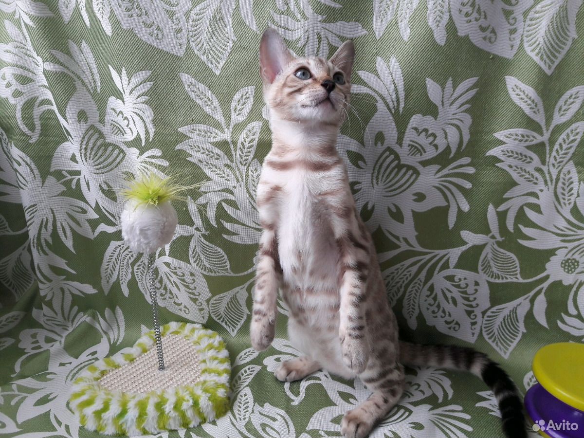 Снежная красавица Zarina