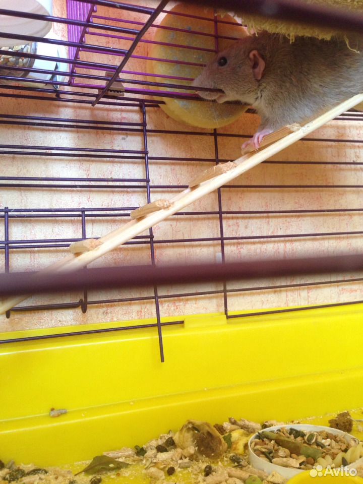 Заберите кто-нибудь крысёныша В добрые руки