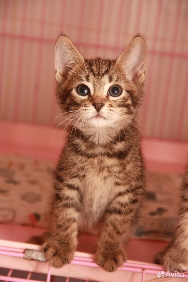 Котенок мальчик 2 мес