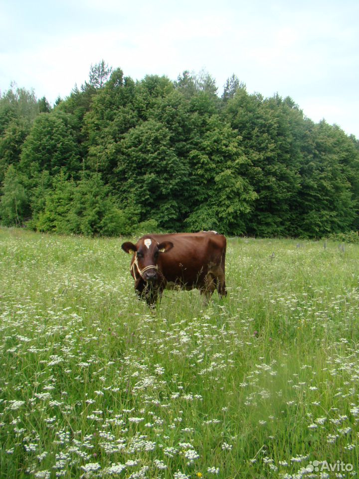 Айширская корова