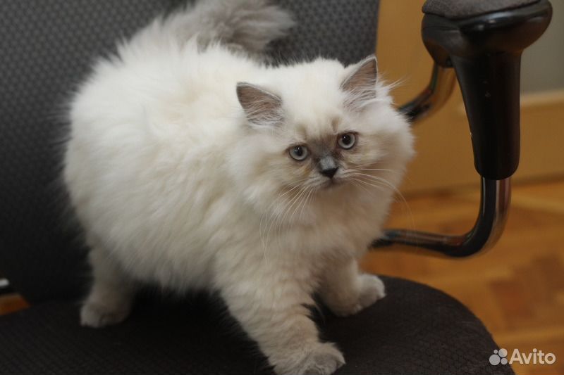 Британская красивая девочка