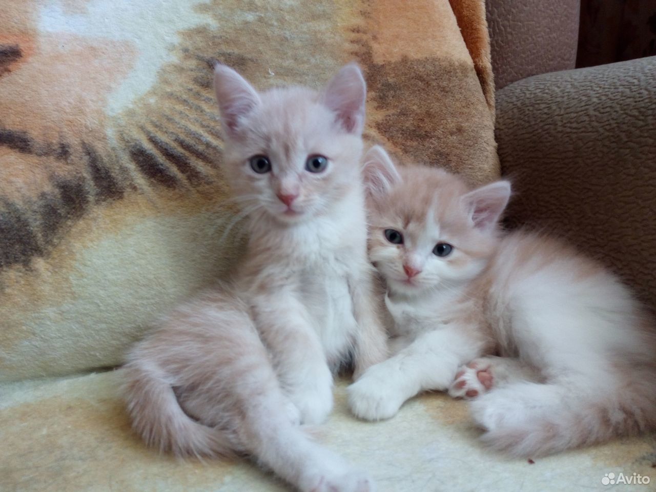 Отдам в добрые руки