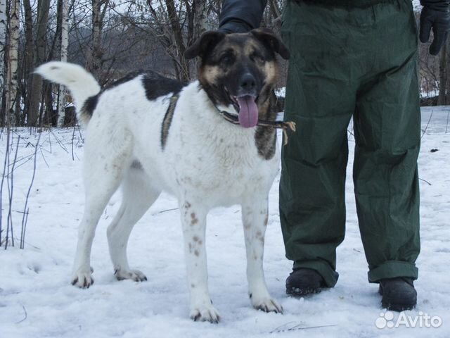 Медвежонок Альба - собака в дар