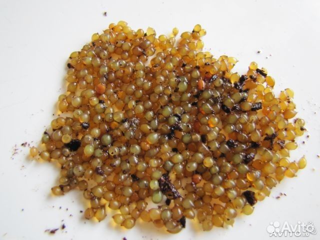 Черви(коконы) Дендробена Венета Dendrobaena Veneta