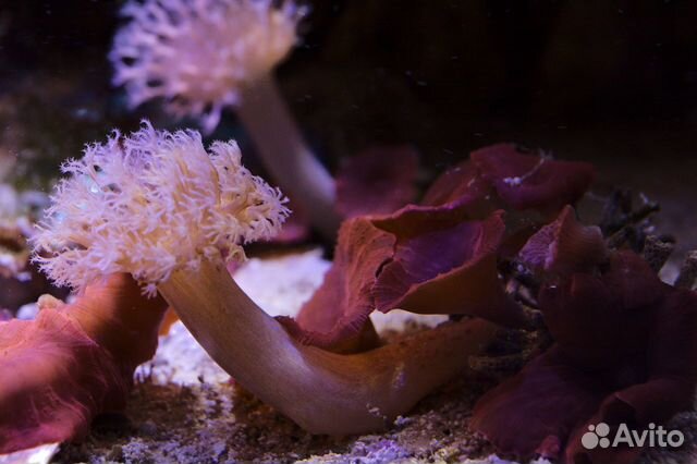 Саркафитон