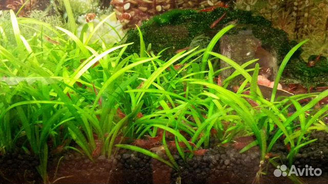 Эхинодорус нежный