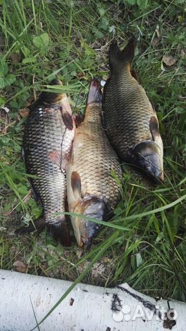 Карп живой для зарыбления водоёма 800-3500 грамм