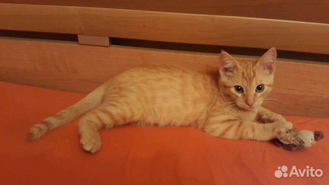 Рыжий котенок 1.5 мес девочка