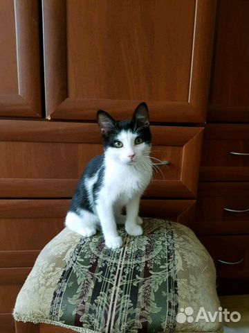 Котенок метис мальчик Феня в дар 7мес