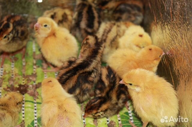 Продам суточных перепелят и взрослую особь.яйцо
