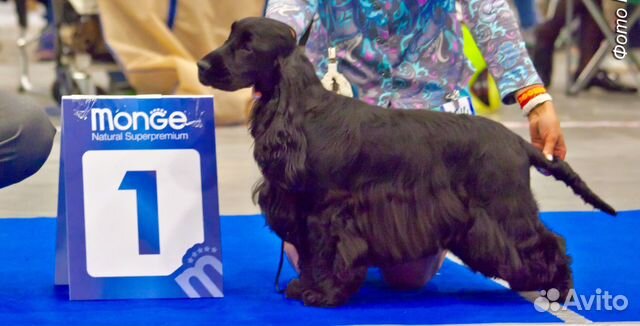 Титулованный кобель для вязки