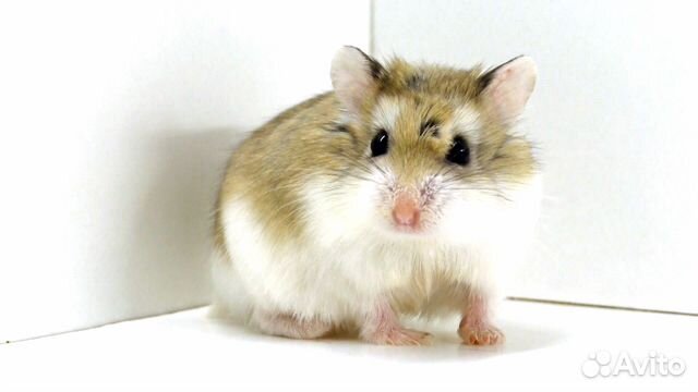 Хомяки Роборовского