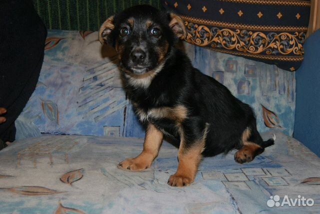 Щенок-Коротколапка в дар