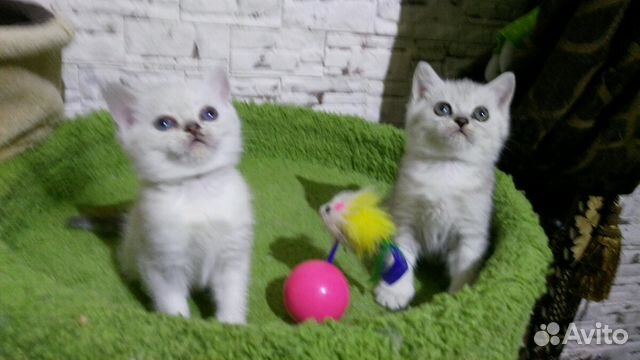 Котята британские