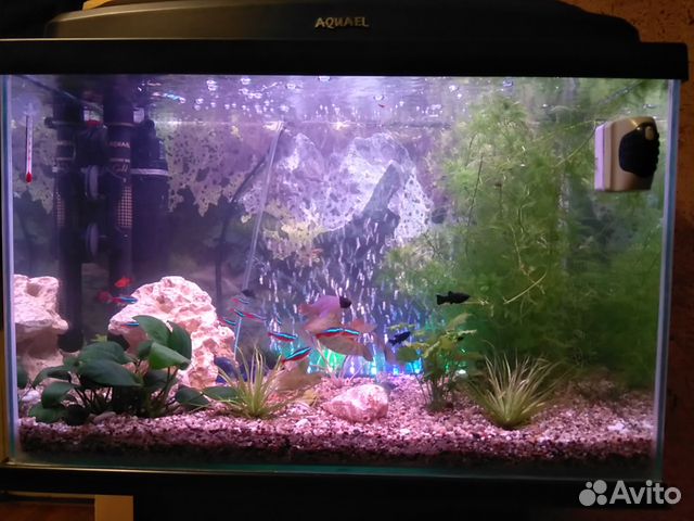 Аквариум + тумба и всё содержимое