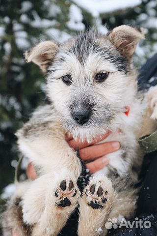 Щенок в добрые руки