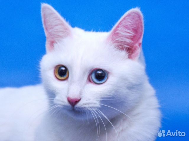 Разноглазая красавица Лилотта