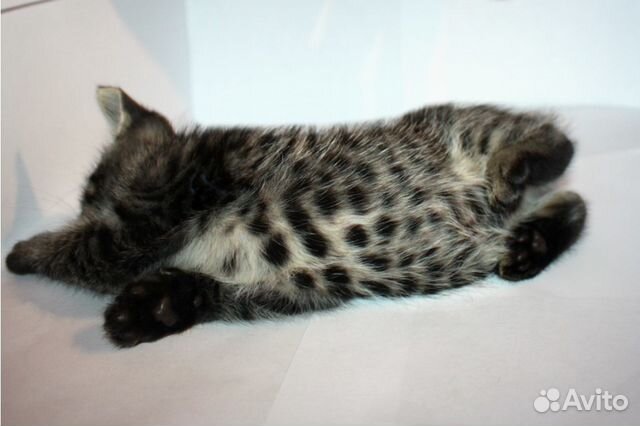 Красивый котик. 2 месяца