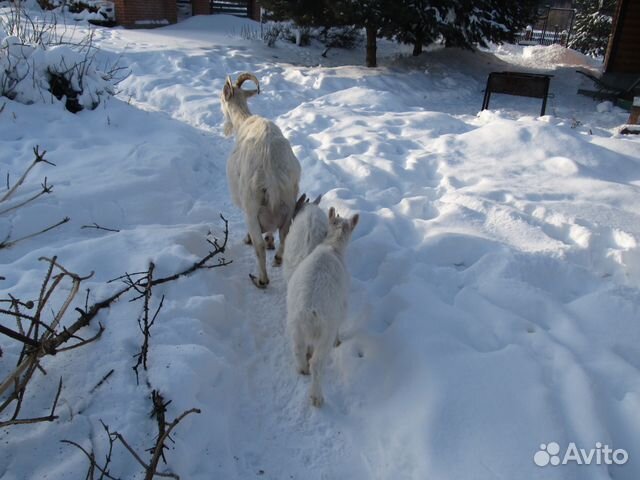 Зааненские Козлик и козочка возраст 1, 5 мес