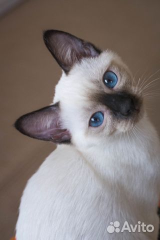 Чистокровный Тайский котенок ищет любящую семью