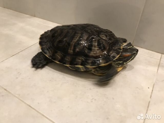 Большая красноухая черепаха