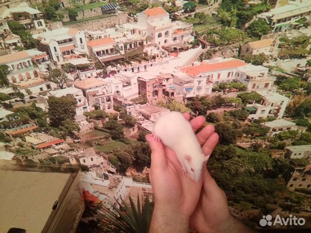 Молодые ручные крысята альбиносы в хорошие руки