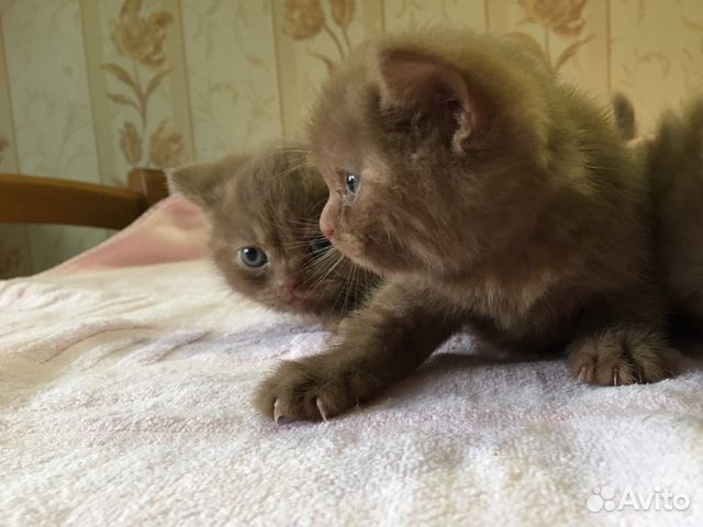 Британские котята с документами
