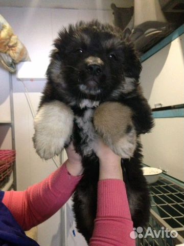 Пышка щенок в дар Привитая