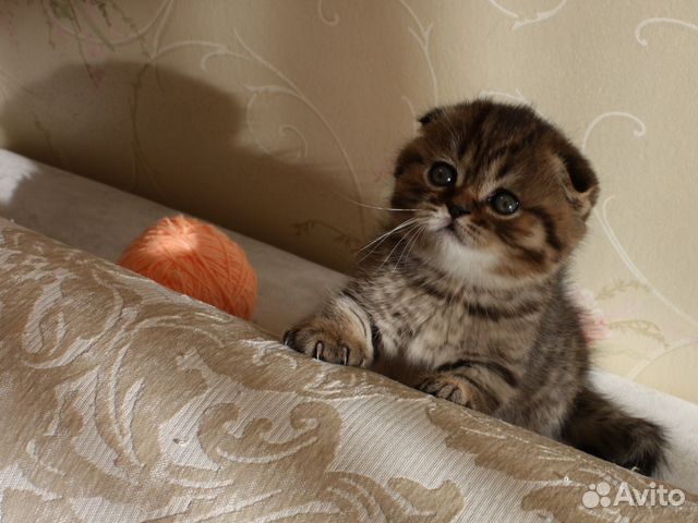 Шотландский вислоухий тигрёнок ждёт Вас
