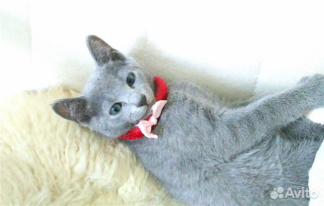Котята руской голубая
